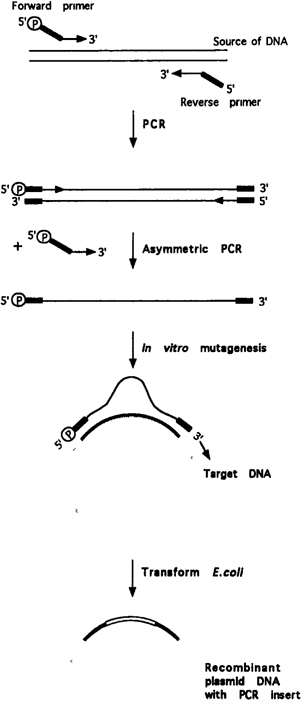 PCR-Assisted Mutagenesis for Site-Directed Insertion/Deletion of Large ...