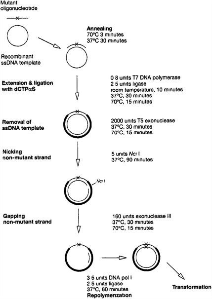 Oligonucleotide-Directed Mutagenesis Using an Improved Phosphorothioate ...
