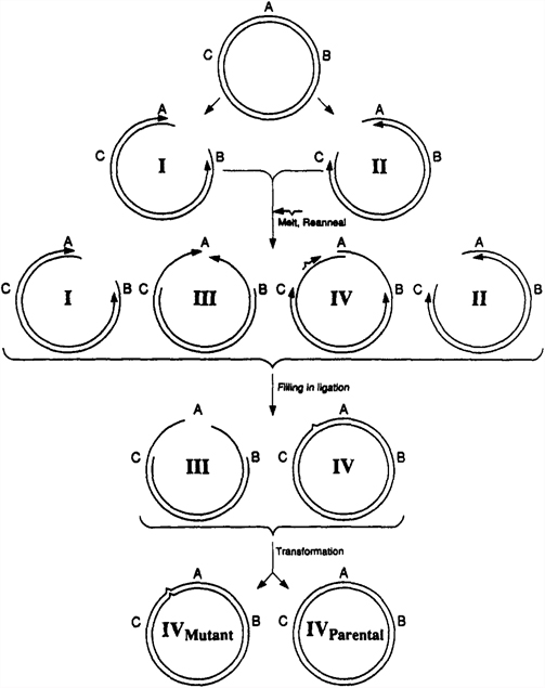 A Simple Method for Site-Directed Mutagenesis with Double-Stranded ...