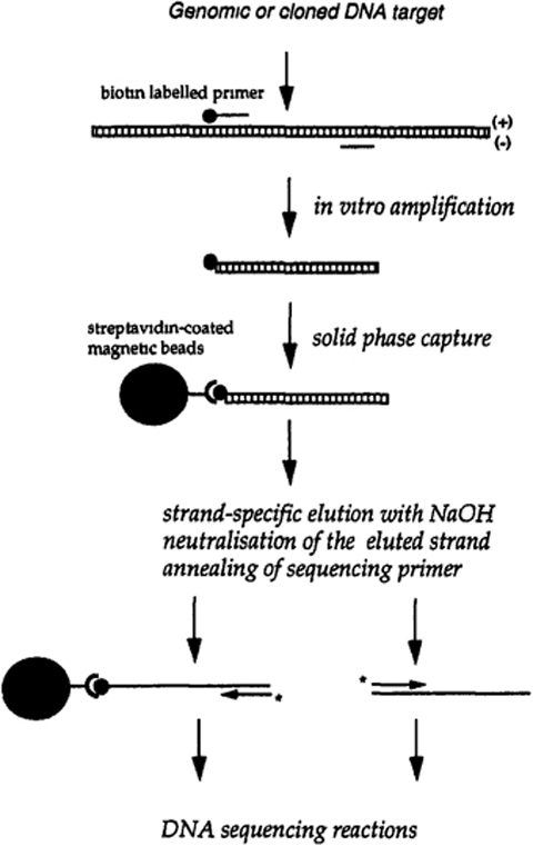 Direct DNA Sequencing of PCR Products Using Magnetic Beads | SpringerLink