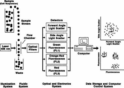 Basics of Flow Cytometry | SpringerLink