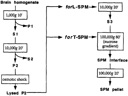 Preparation of Synaptosomal Plasma Membranes by Subcellular ...
