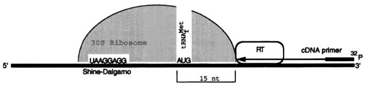 Toeprinting Assays | SpringerLink