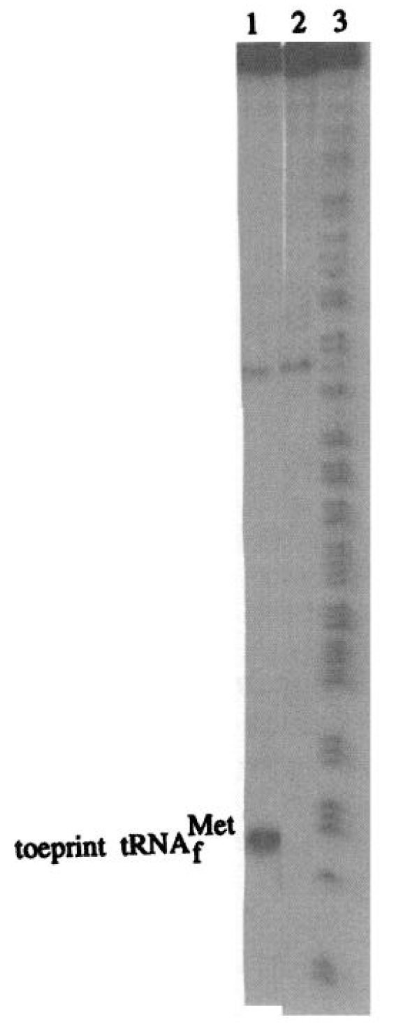 Toeprinting Assays | SpringerLink