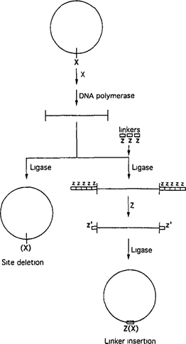 Subcloning Strategies and Protocols | SpringerLink