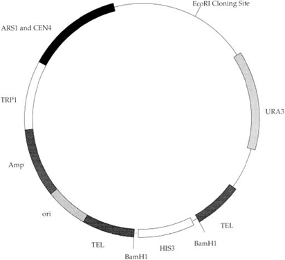 Yeast Plasmids | SpringerLink