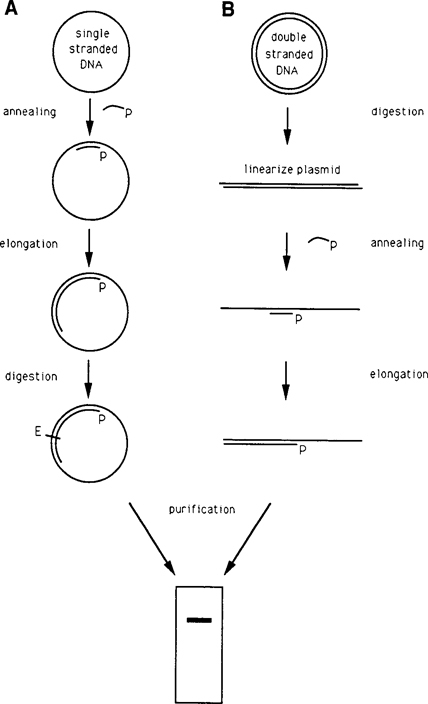 S1 Mapping Using Single-Stranded DNA Probes | SpringerLink