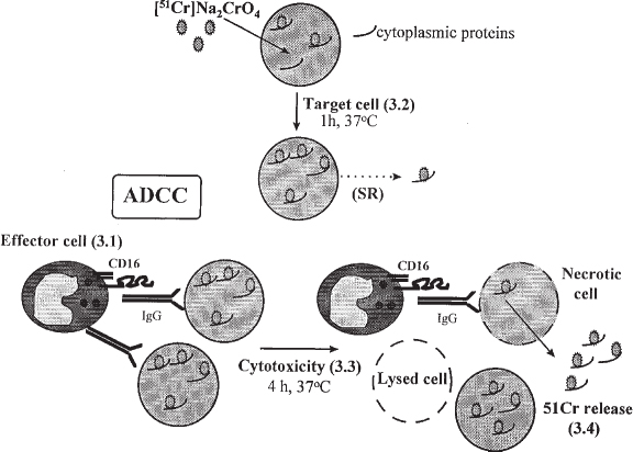 Assays for Antibody-Dependent Cell-Mediated Cytotoxicity (ADCC) and ...