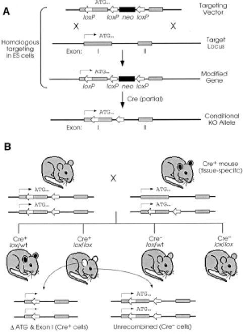 Conditional Gene Knockout Using Cre Recombinase | SpringerLink