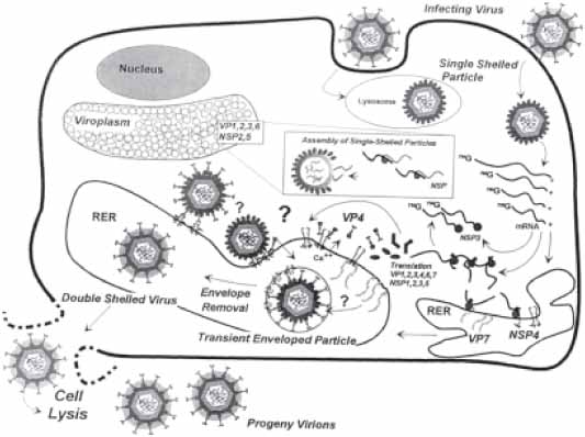 Rotaviruses: Basic Facts | SpringerLink