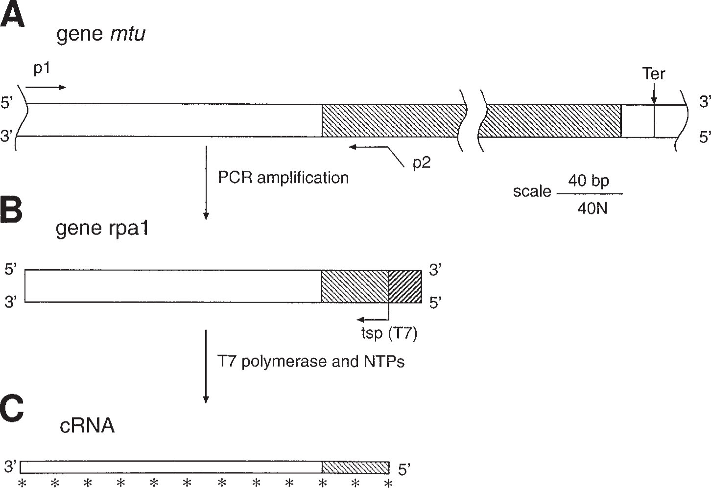 Transcription Start-Site Mapping | SpringerLink
