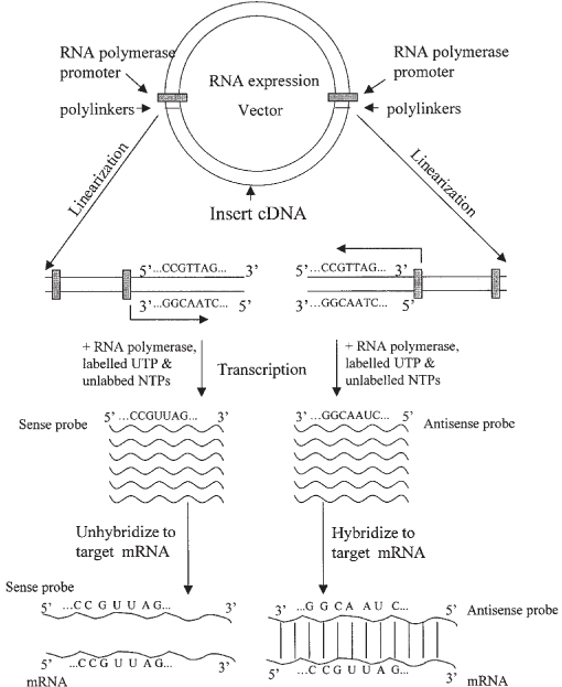 The Technique of In Situ Hybridization | SpringerLink