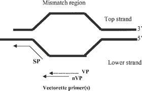 Long Distance Vectorette PCR (LDV PCR) | SpringerLink