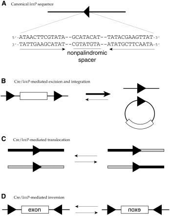 Cre/ loxP Recombination System and Gene Targeting | SpringerLink