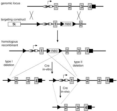 Cre/ loxP Recombination System and Gene Targeting | SpringerLink