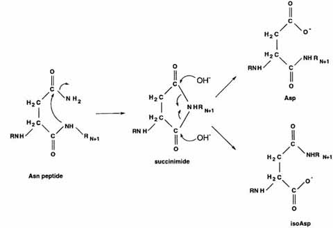 Detection of isoAspartate Residues as a Posttranslational Modification ...