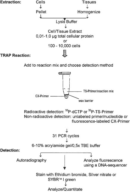 Standard TRAP Assay | SpringerLink