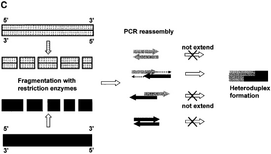 DNA Shuffling and Family Shuffling for In Vitro Gene Evolution ...