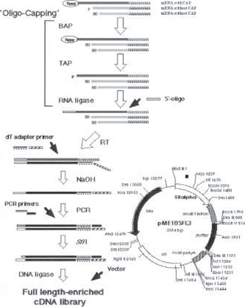 Construction of Full-Length-Enriched cDNA Libraries | SpringerLink