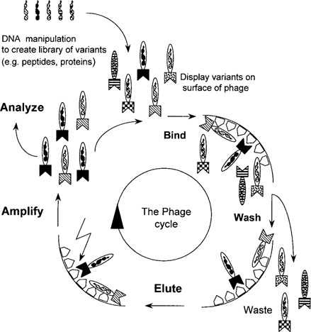 Overview of Antibody Phage-Display Technology and Its Applications ...