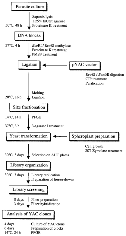 Construction and Screening of YAC Libraries | SpringerLink