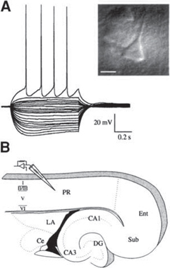 Patch-Clamp Techniques Applied To Brain Slices | SpringerLink