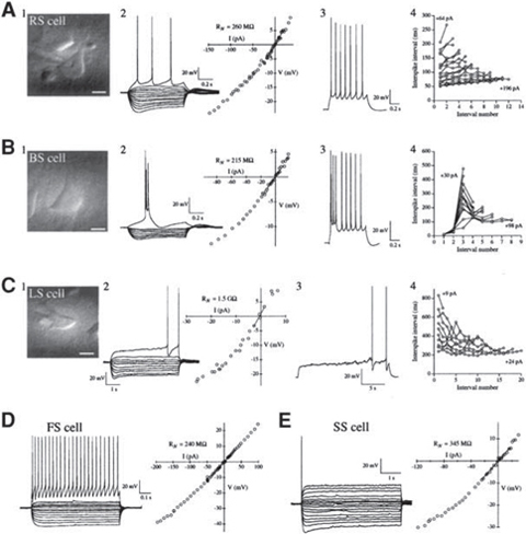 Patch-Clamp Techniques Applied To Brain Slices | SpringerLink