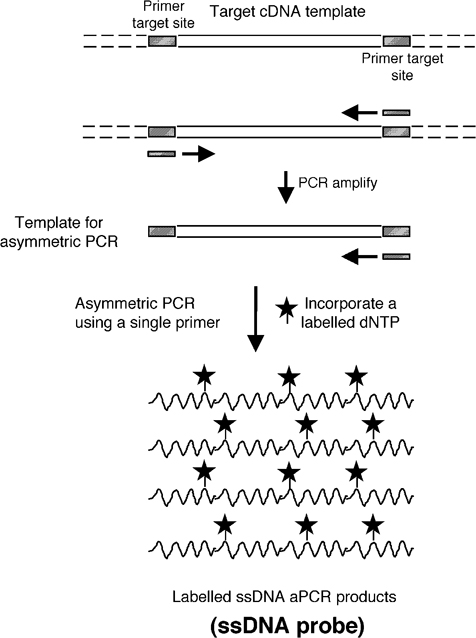 RT-PCR-Based Approaches to Generate Probes for mRNA Detection by In ...