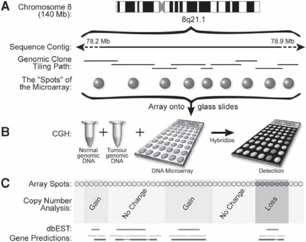 Microarray CGH | SpringerLink