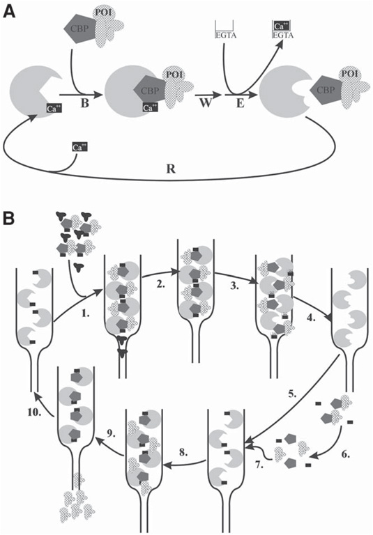 Calmodulin-Binding Peptide as a Removable Affinity Tag for Protein ...