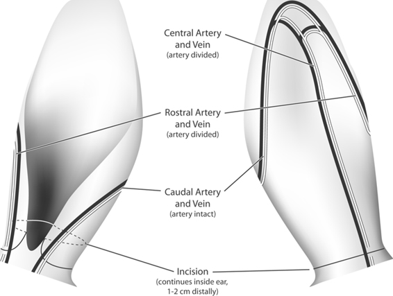 Animal Models of Ischemic Wound Healing | SpringerLink