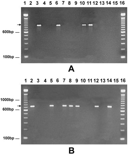 Isolation of Campylobacter and Identification byPCR | SpringerLink