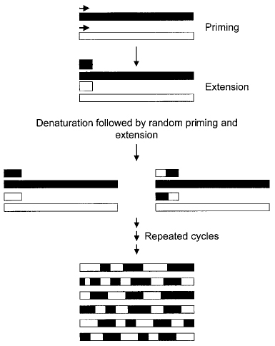 Staggered Extension Process (StEP) In Vitro Recombination | SpringerLink