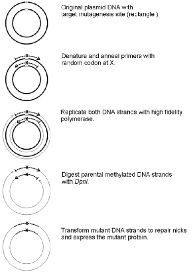Saturation Mutagenesis | SpringerLink