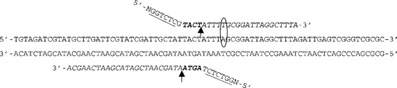 Site-Directed Mutagenesis by Inverse PCR | SpringerLink