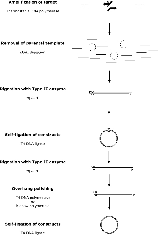 Site-Directed Mutagenesis by Inverse PCR | SpringerLink