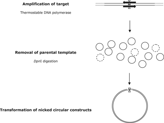 Site-Directed Mutagenesis by Inverse PCR | SpringerLink