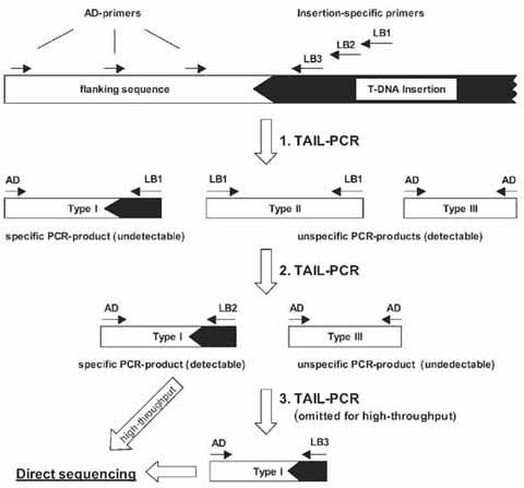 High-Throughput TAIL-PCR as a Tool to Identify DNA Flanking Insertions | SpringerLink