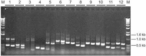 High-Throughput TAIL-PCR as a Tool to Identify DNA Flanking Insertions | SpringerLink