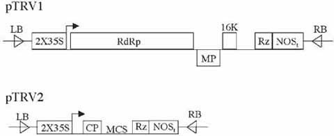 Virus-Induced Gene Silencing | SpringerLink