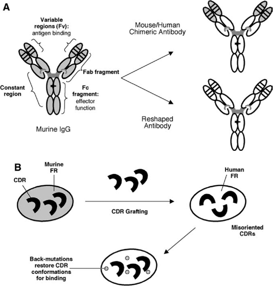 Antibody Humanization by CDR Grafting | SpringerLink