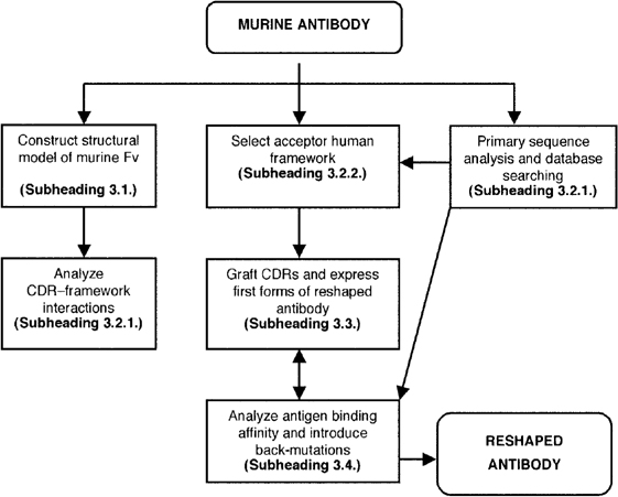 Antibody Humanization by CDR Grafting | SpringerLink