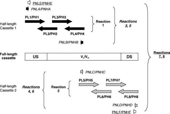 Antibody Humanization by CDR Grafting | SpringerLink