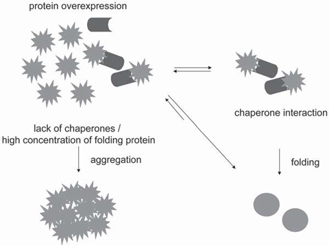 Refolding of Inclusion Body Proteins | SpringerLink