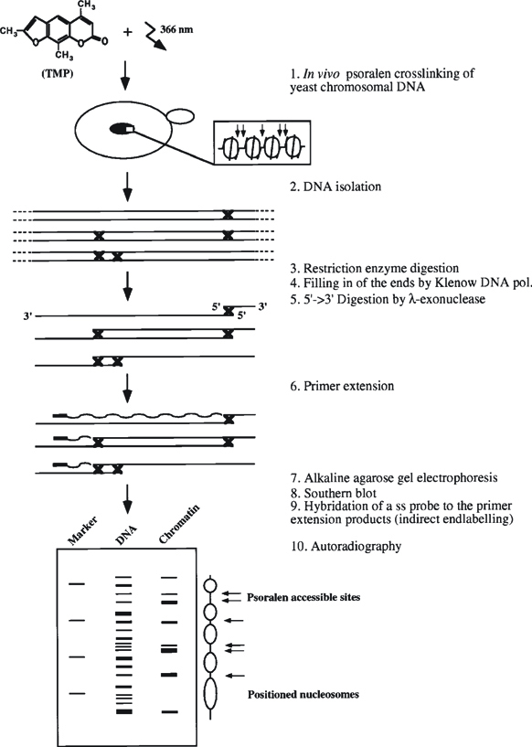 In Vivo Mapping of Nucleosomes Using Psoralen-DNA Crosslinking and ...