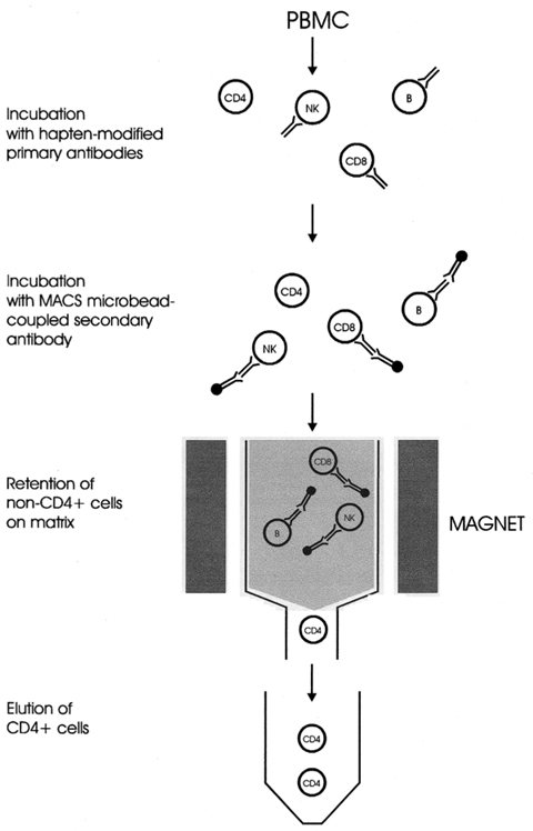 Isolation of T-Cell Subsets by Magnetic Cell Sorting (MACS) | SpringerLink