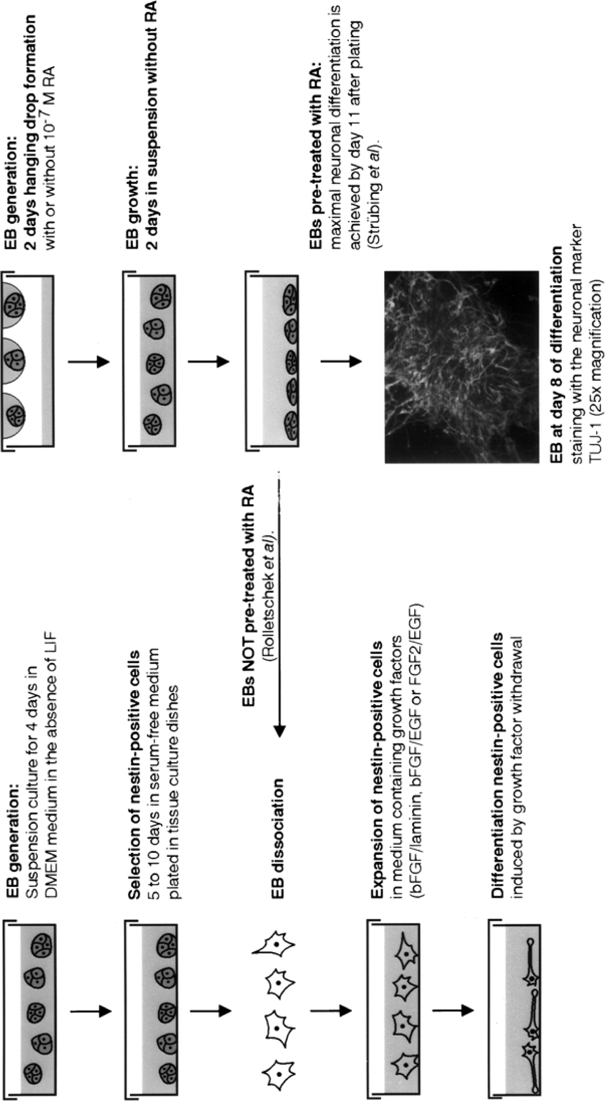 Differentiating Embryonic Stem Cells into Embryoid Bodies | SpringerLink