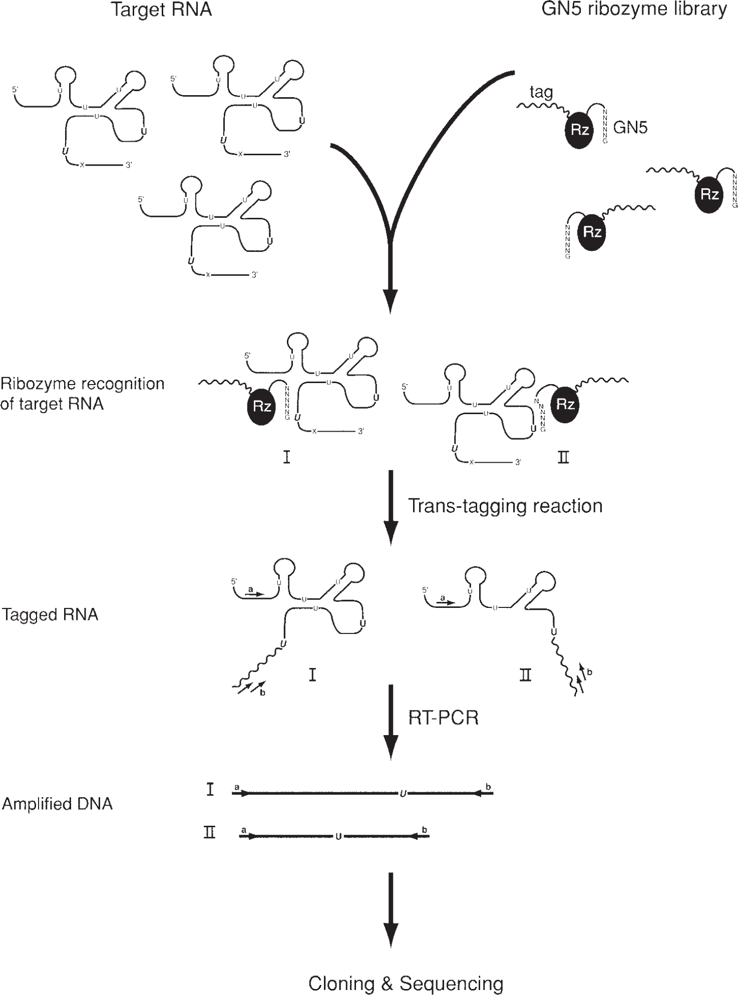 Optimization and Application of the Group I Ribozyme Trans-Splicing ...