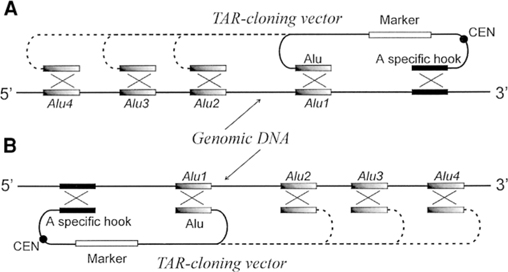 Exploring Transformation-Associated Recombination Cloning for Selective ...