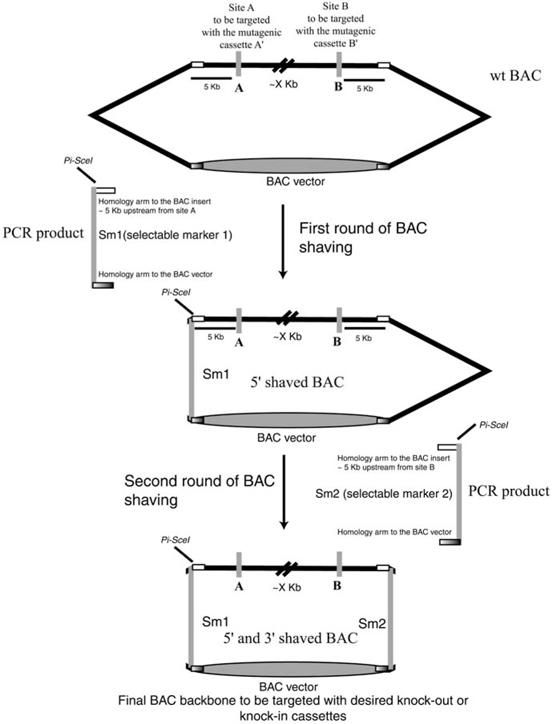 BAC Engineering for the Generation of ES Cell-Targeting Constructs and ...